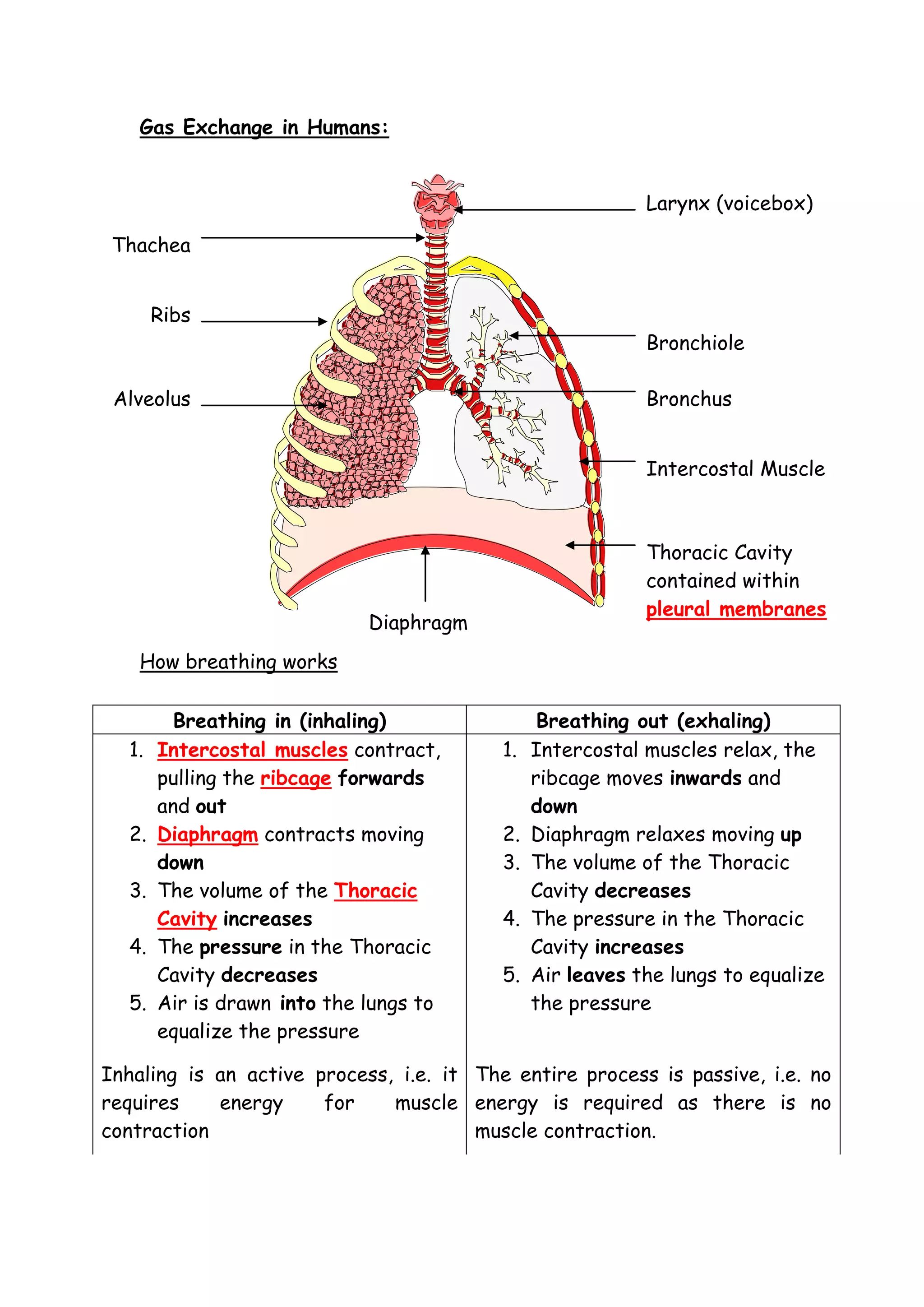 IGCSE Biology Revision Notes 2 | PDF