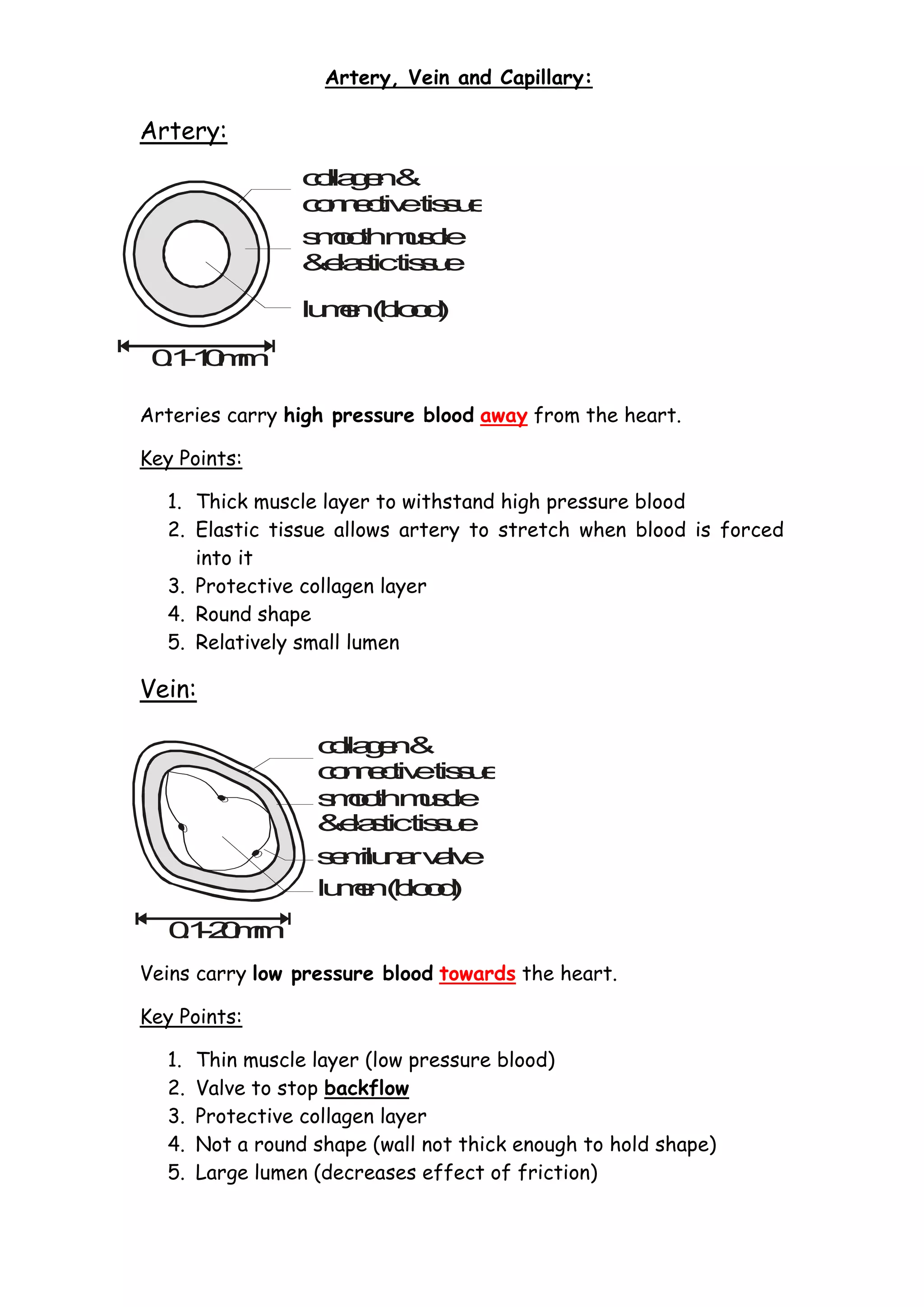 IGCSE Biology Revision Notes 2 | PDF