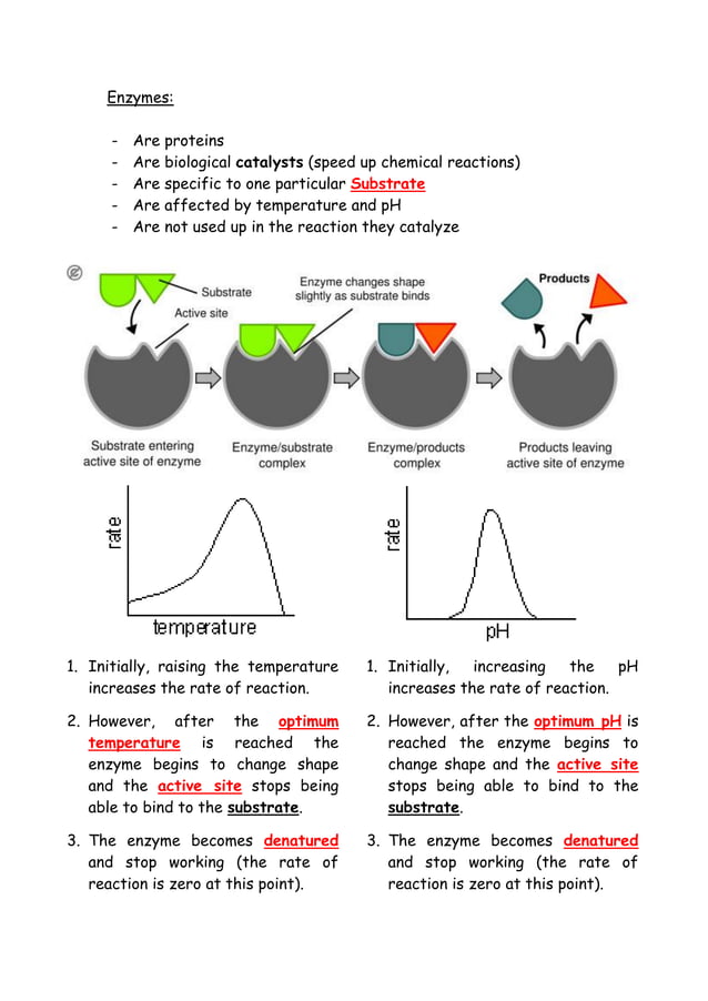 IGCSE Biology Revision Notes 2 | PDF | Chemistry | Science