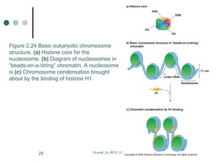 iGenetics_chapter2acidonucleico como material geentico.ppt
