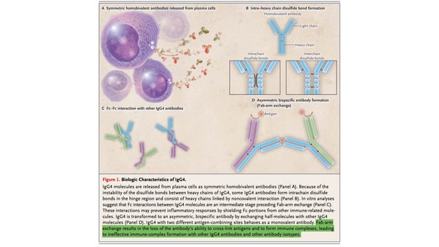 IgG4-Related Disease | PDF | Blood Disorders | Diseases and Conditions