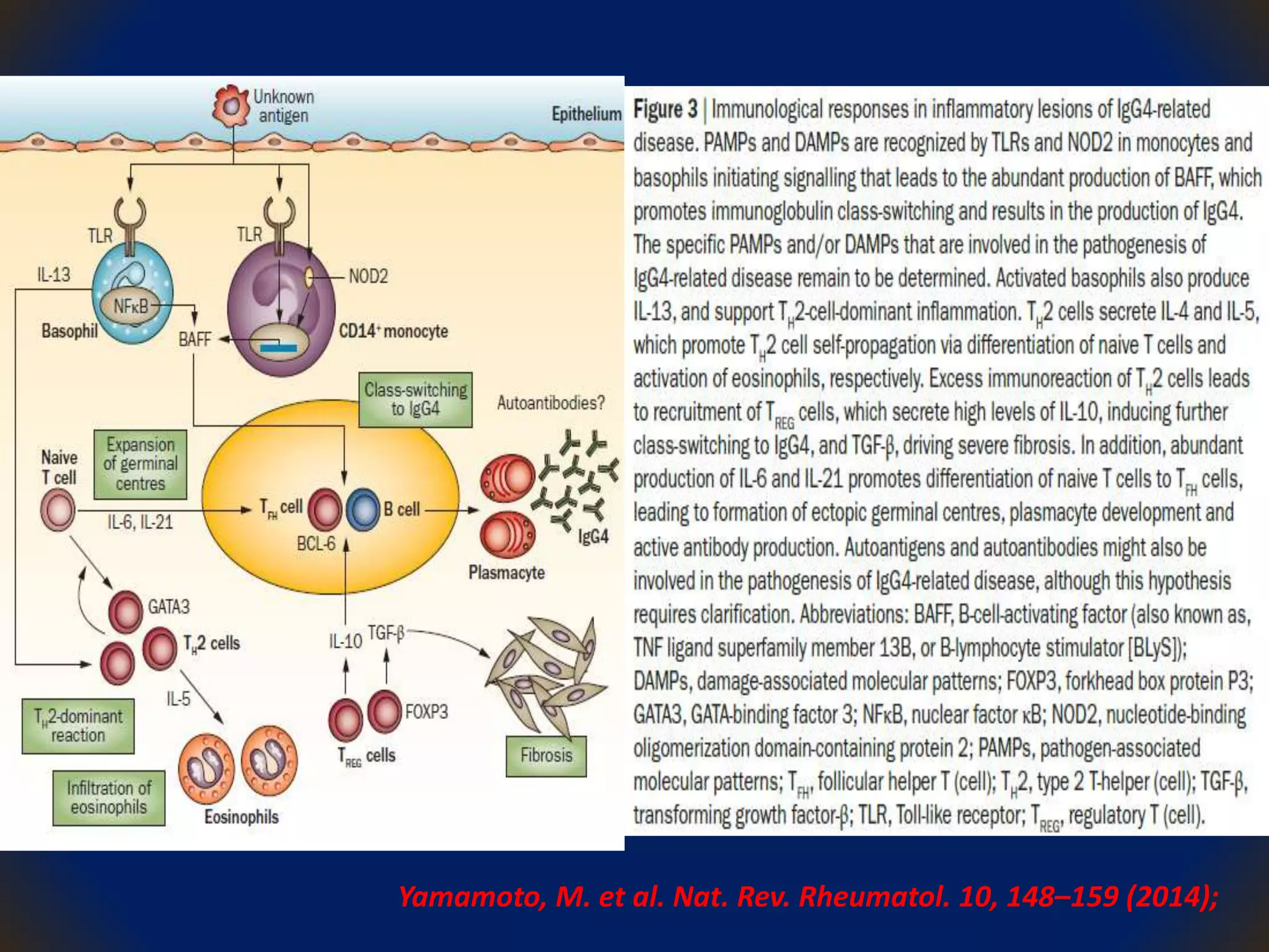 IgG4 related disease Dr Suresh Gorka | PPTX