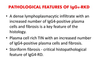 Ig g4 related renal disease | PPT