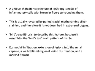 Ig g4 related renal disease | PPT