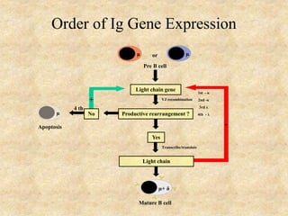 Ig genetics08.ppt