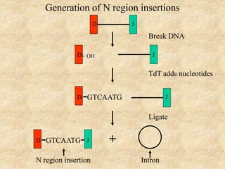Ig genetics08.ppt