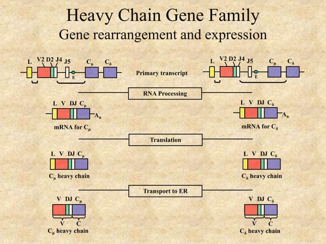 Ig genetics08.ppt
