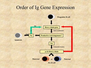 Ig genetics08.ppt