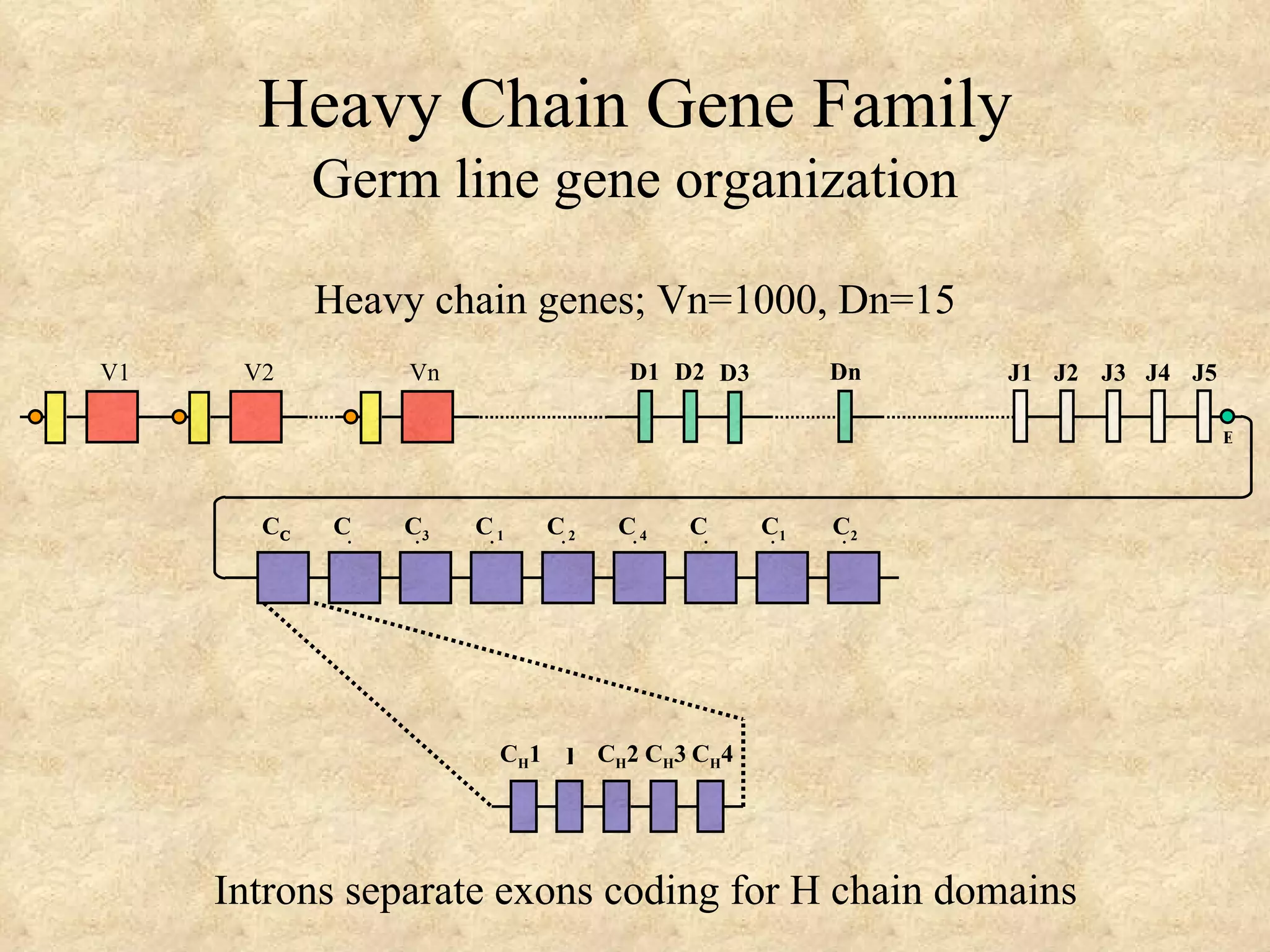 Ig Genetics 2001 | PPT