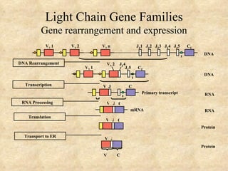 Ig Genetics 2001 | PPT