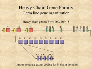 Ig Genetics 2001 | PPT