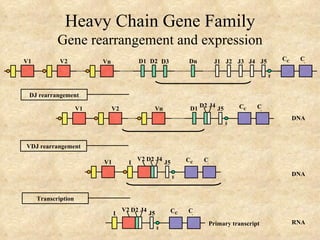 Ig Genetics 2001 | PPT