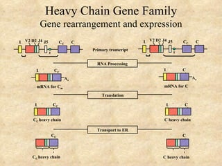 Ig Genetics 2001 | PPT
