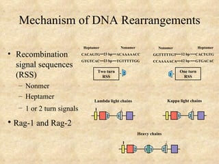 Ig Genetics 2001 | PPT