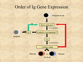 Ig Genetics 2001 | PPT