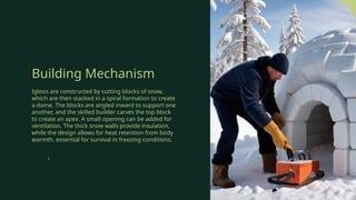 What are Igloo and Snow Dorms where they found .pptx