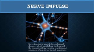 Nervous Transduction | PPTX