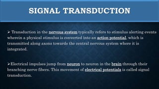 Nervous Transduction | PPTX