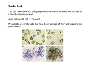 Somaclonal variation in plant tissue culture | PDF