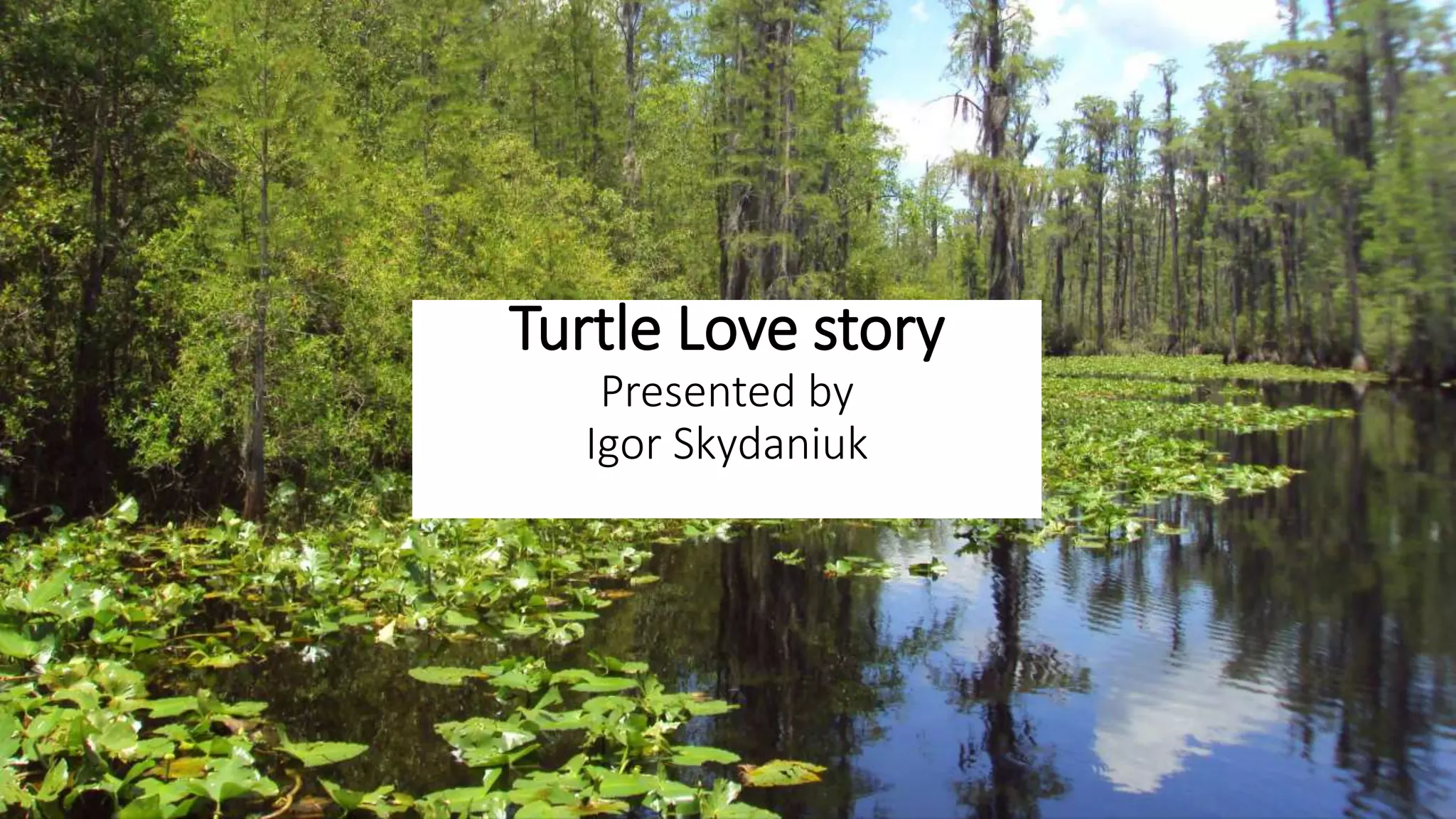 Igor turtle love story | PPT