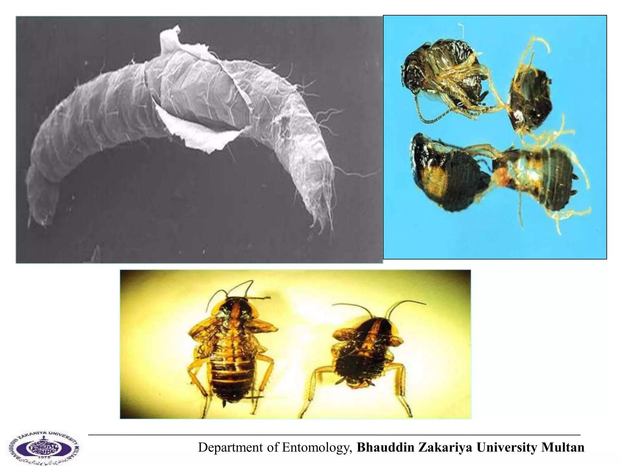 insect growth regulator | PPTX
