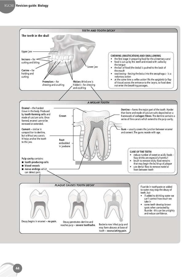 IGCSE Cambridge Examinations - Biology 0610 - resources - Revision Guide Sample | PDF