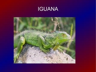 Iguana | ODP