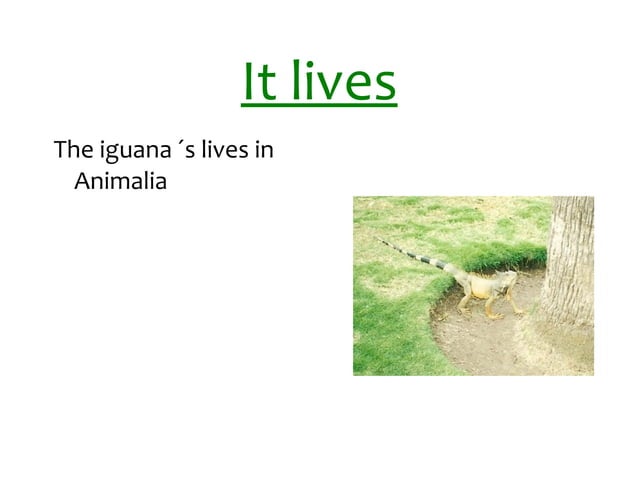Iguana joel and oriol | ODP