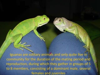 Iguanas | PPTX
