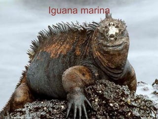 Iguanas | PPT