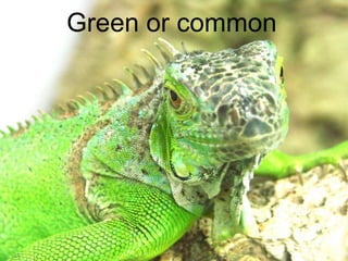 Iguanas | PPTX
