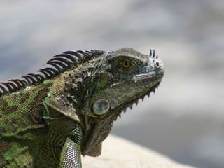 Iguanas | PPTX