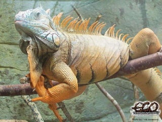 Iguanas | PPTX