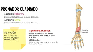 Musculos_del_miembro_superioranatomi.pdf