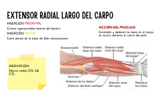 Musculos_del_miembro_superioranatomi.pdf