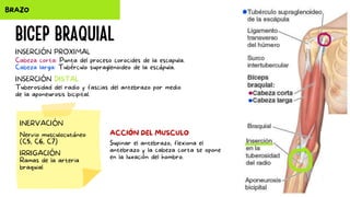Musculos_del_miembro_superioranatomi.pdf