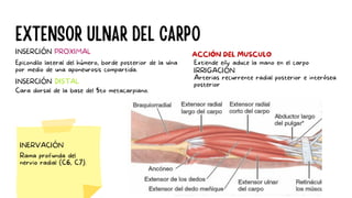 Musculos_del_miembro_superioranatomi.pdf