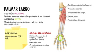 Musculos_del_miembro_superioranatomi.pdf