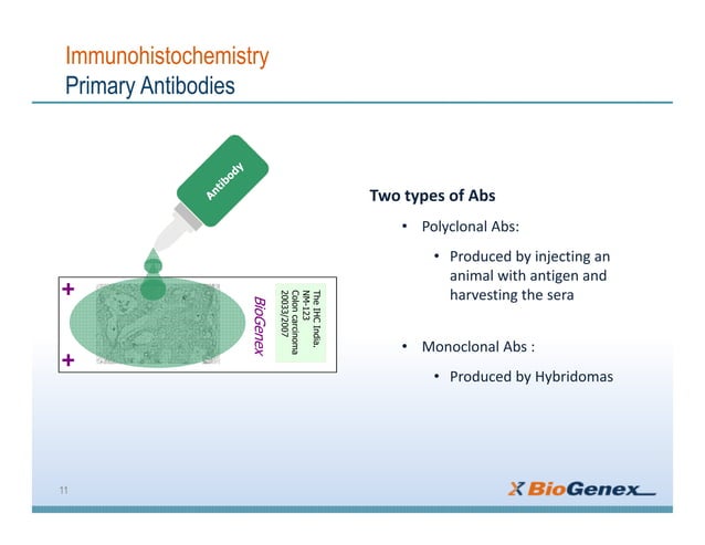 Basics of Immunohistochemistry (IHC) | PDF | Chemistry | Science