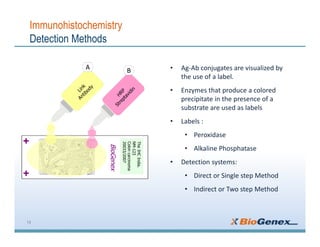 Basics of Immunohistochemistry (IHC) | PDF