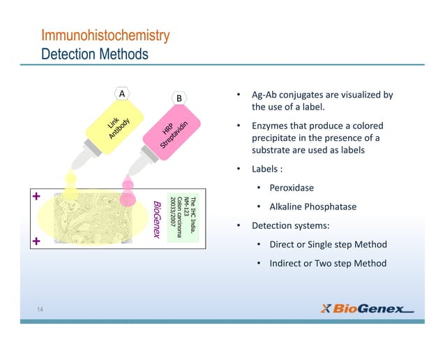 Basics of Immunohistochemistry (IHC) | PDF | Chemistry | Science