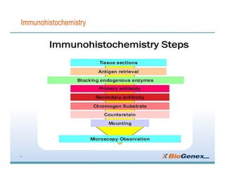 Basics of Immunohistochemistry (IHC) | PDF