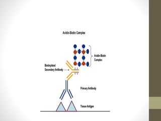 IMMUNOHISTOCHEMISTRY(IHC) | PPT