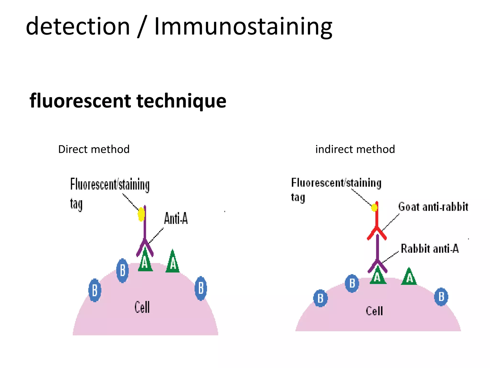 Priciples And Applications Immunohistochemistry Pptx
