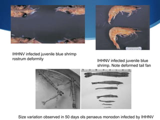 Infectious Hypo dermal and Haematopoietic necrosis virus (IHHNV). | PPTX