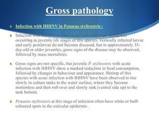 Infectious Hypo dermal and Haematopoietic necrosis virus (IHHNV). | PPTX