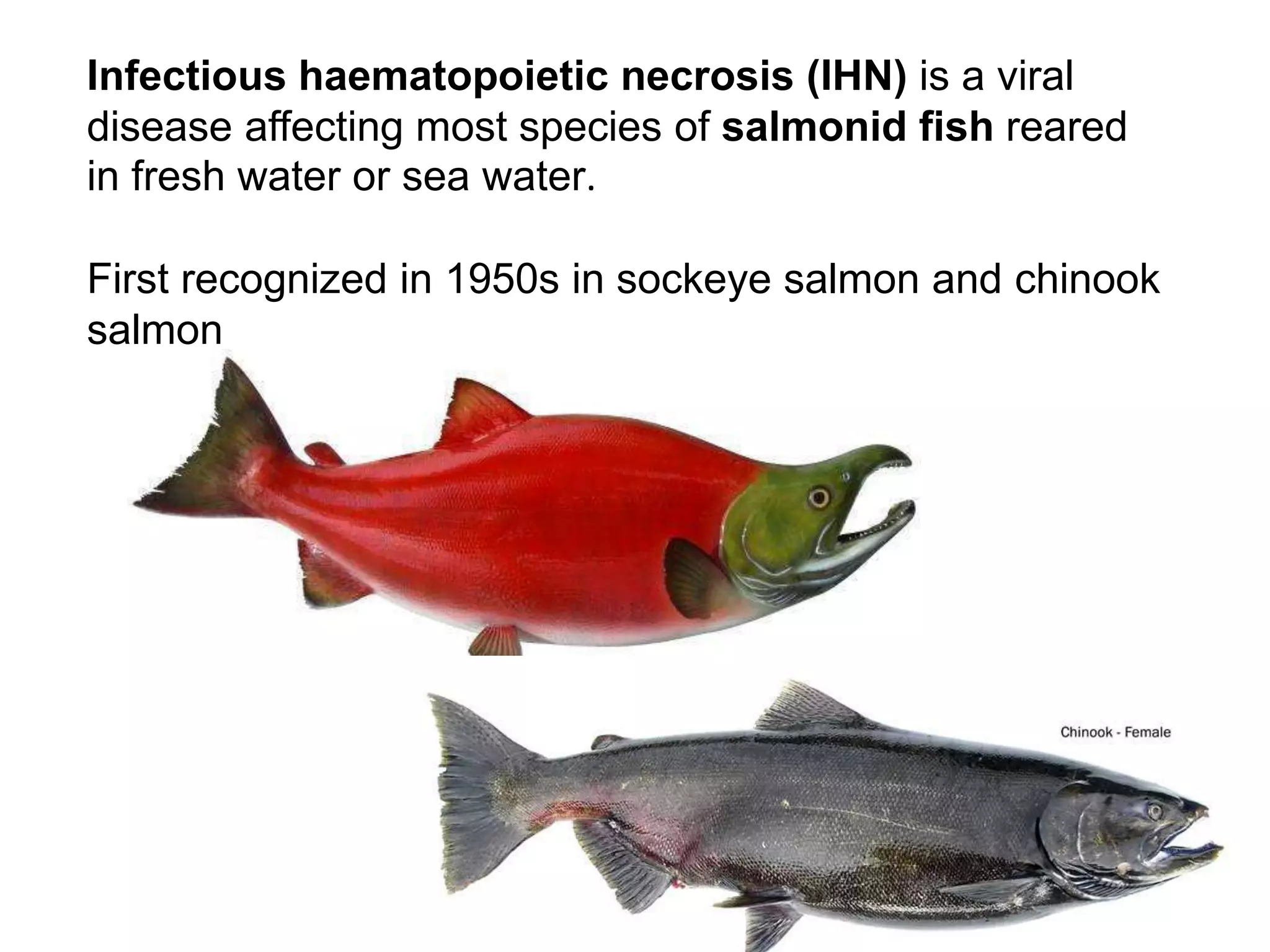 Infectious Heamopoietic Necrosis Virus | PPTX