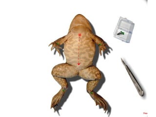 Dissection and Simulation | PPT