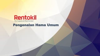Umum Pengenalan Hama di area rumah dan kantor | PPTX