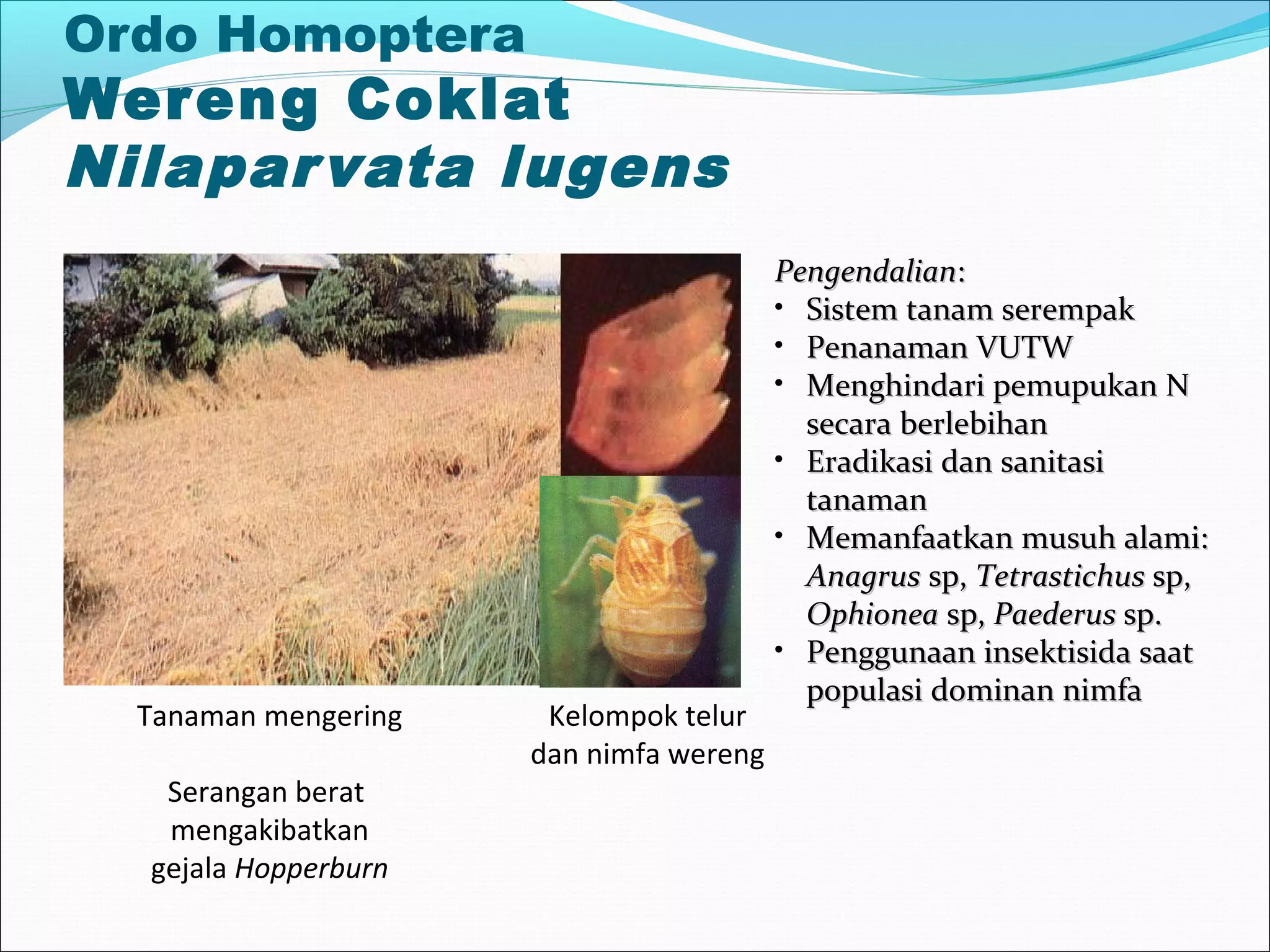Ii. pengenalan tentang kelompok jenis hama Daslintan | PPT